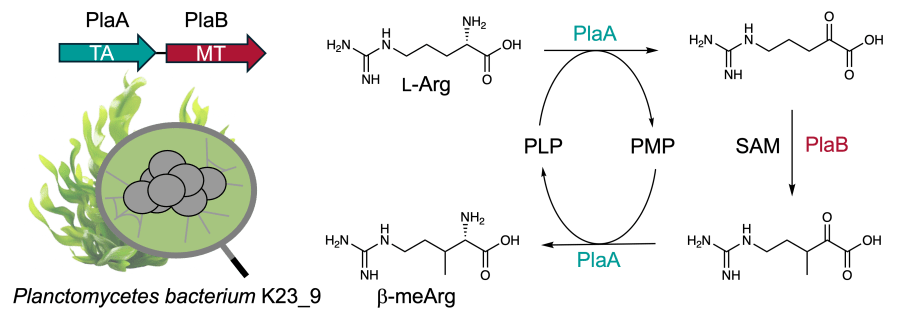 Publications – Hai Lab UCSB